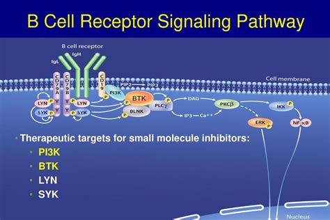 Cll Integrating Novel Therapies Into Frontline And Salvage Regimens