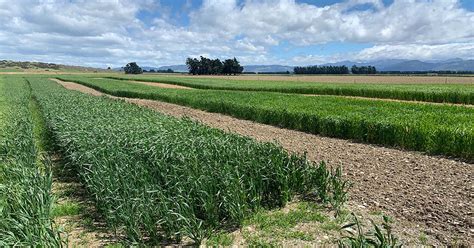 Timing Of Catch Crop Sowing Key To Efficacy