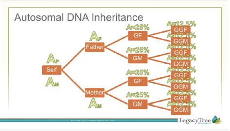 Dna Inheritance Patterns X Dna And Autosomal Dna Legacy Tree
