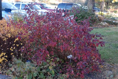 Physocarpus Opulifolius Summer Wine Ninebark Nine Bark Summer Wine