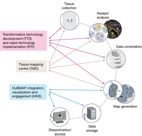 The Hubmap Consortium The Tmcs Will Collect Tissue Samples And