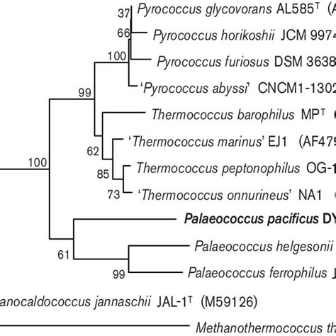 Phylogenetic Dendrogram Obtained By Neighbour Joining Analysis Based On Download Scientific
