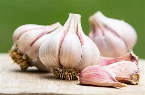Hardneck Vs Softneck Garlic Gurneys Seed And Nursery Co