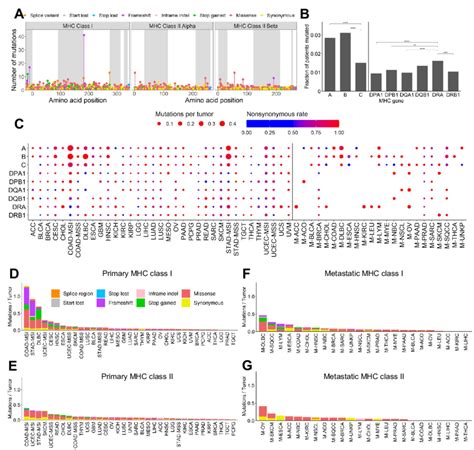 Compendium Of Mhc Class I And Class Ii Mutations In Primary And
