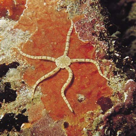 Brittle Star Deep Sea Segmented Arms Radial Symmetry Britannica