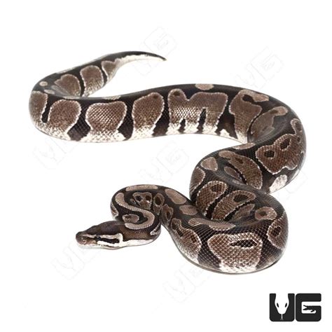 Baby Ball Python Het VPI Axanthic For Sale Underground Reptiles