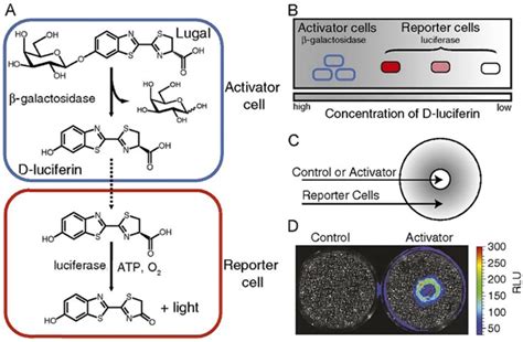Activity‐based Luciferase‐luciferin Bioluminescence System For