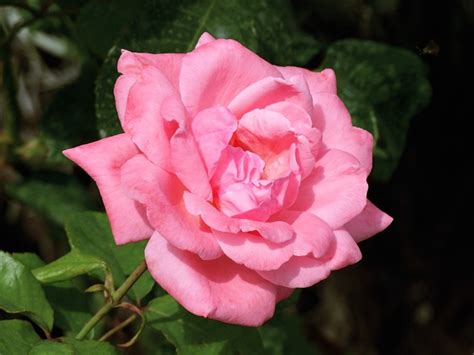 로즈 꽃 핑크 Pixabay의 무료 사진 Pixabay