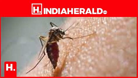 Measures To Stop Dengue From Lowering Platelet Counts