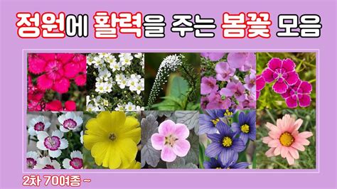 250318 봄꽃 난쟁이으아리사계바람꽃카루투시안패랭이별가가미천인국가는잎장구채춘절국화무늬인동삼지구엽초사계쑥부재쟁이 ~~~ Youtube