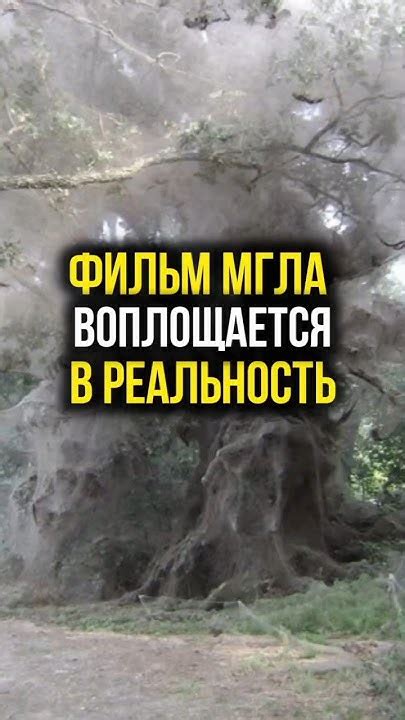 Атака гигантских пауков - YouTube