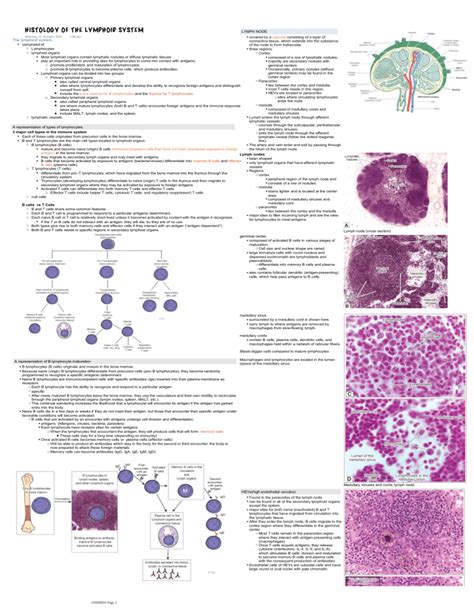 Lymphoid Notes