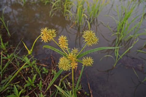 Sedges Weed In Rice Field Stock Image Image Of Growth 143787699