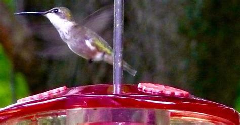 Hummingbird Album On Imgur