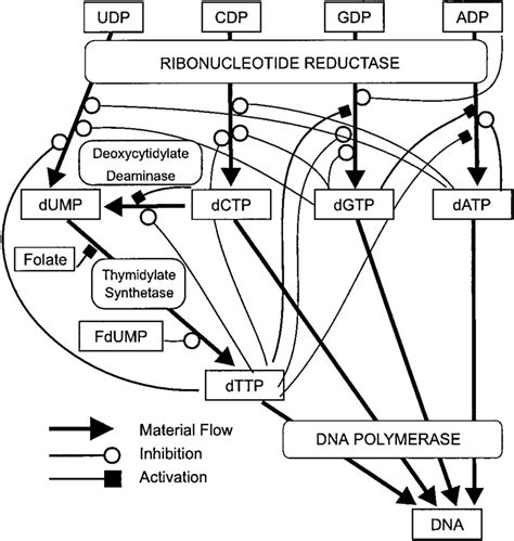 Ribonucleotide