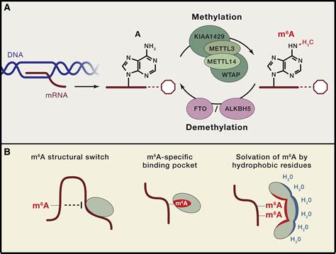 Dynamic Rna Modifications In Gene Expression Regulation Cell Dynamic Rna Modifications In Gene Expression Regulation Cell
