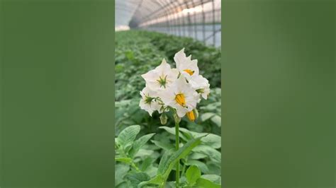 감자꽃 감자재배 감자크게키우기 감자비대기 Youtube