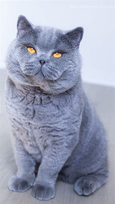 Our British Shorthair Cats Blue Brits Cattery
