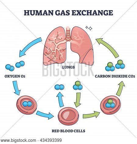 Human Gas Exchange Vector Photo Free Trial Bigstock