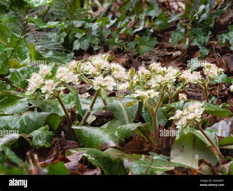 February Flowers Of The Creeping Woodland Perennial Chrysosplenium Macrophyllum Nestle Amongst
