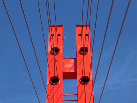 მტრედები Cagu Flickr