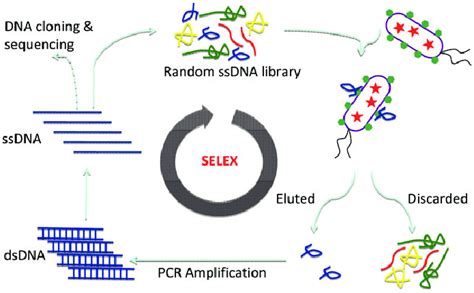 Schematic Presentation Of A Typical Aptamer Selection Process For Whole Download Scientific