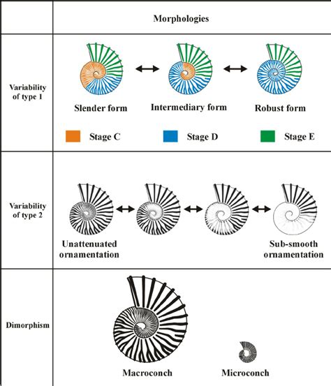 Patterns Of Intraspecific Variability Of The Anglo Parisian Download Scientific Diagram