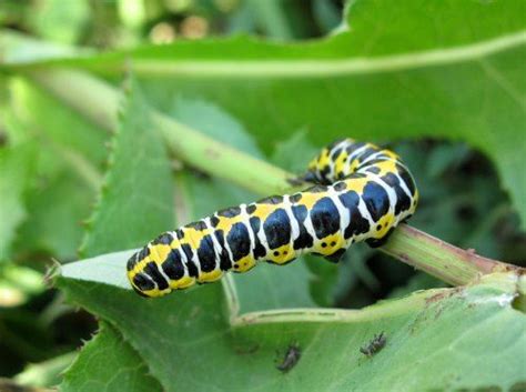 ТЭКСТ-АПІСАННЕ | Flashcards