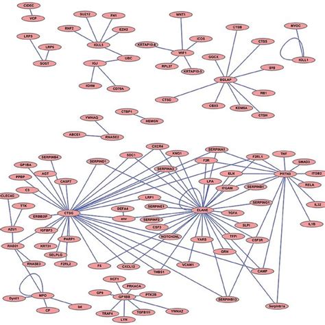 Protein Protein Interaction Network Of The Coding Proteins Of The Top