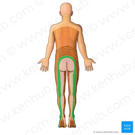 Dermatomes Anatomy And Dermatome Map Kenhub