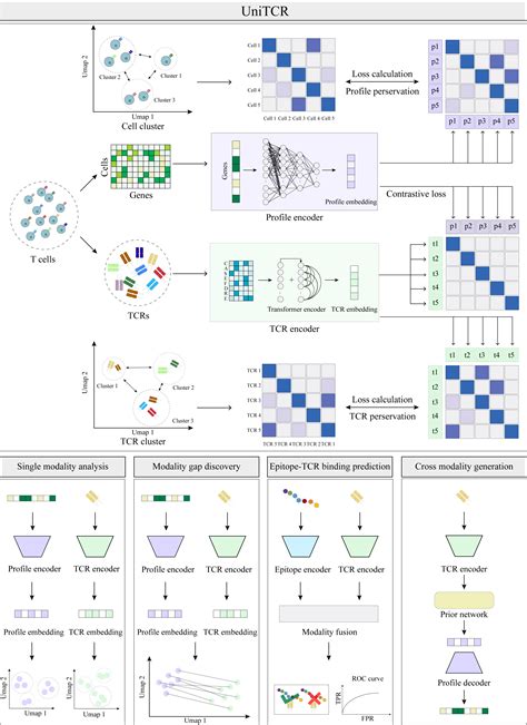 Unified Cross Modality Integration And Analysis Of T Cell Receptors And T Cell Transcriptomes By