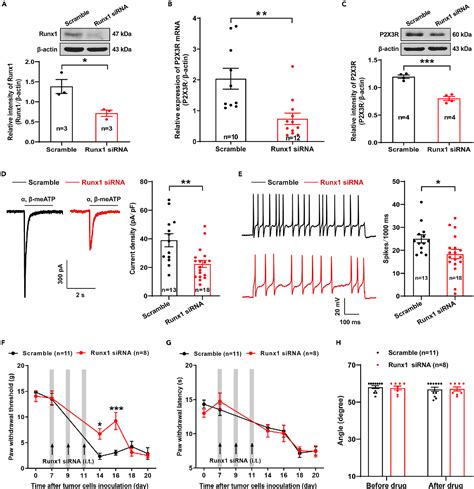 Figure 1 From Activation Of Gdnf Erk Runx1 Signaling Contributes To
