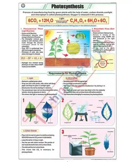 Photosynthesis Chart Laminated With Rollers Teachingnest