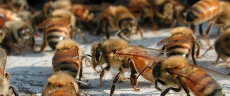 Predators Of Honey Bees Mid Atlantic Apiculture Research And