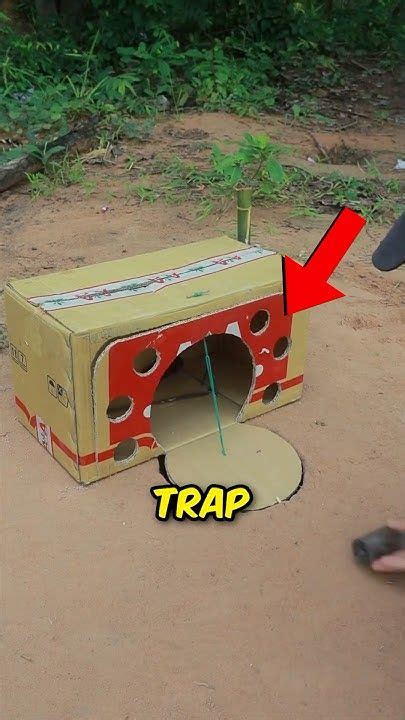 DIY Bird Trap In Bird Trap Diy Bird Bath Diy Birds