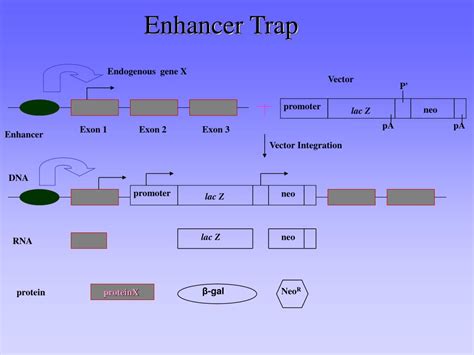 Ppt Gene Trapping Powerpoint Presentation Free Download Id858808