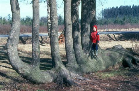 84 Badass Trees That Refuse To Die No Matter What Bored Panda