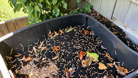 Troubleshooting Common Issues In Vermicomposting The Dark Side Unveiled
