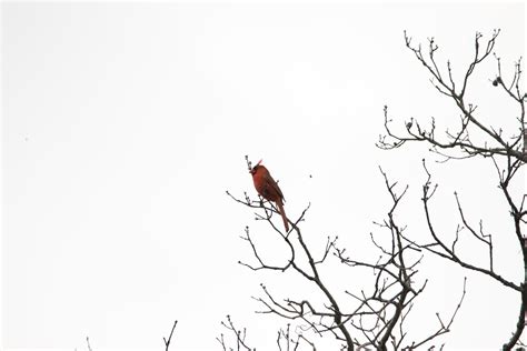 Sigma 150 600mm Sharpness Issue Raskphotography