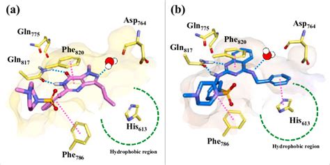 A Experimental Binding Mode Of Sildenafil To Pde5 18 Versus B The Download Scientific