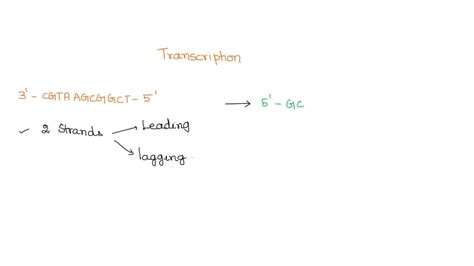 SOLVED If A DNA Template Strand Has The Sequence Of TACAATGTAGCC The RNA Produced From It