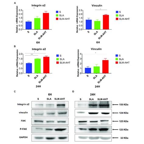 Surface Topography Influences Cell Adhesion Proliferation And Download Scientific Diagram