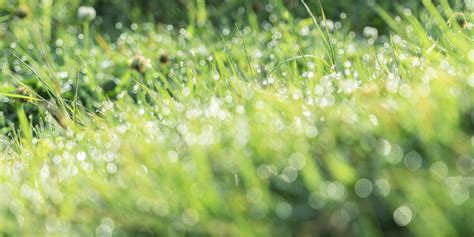 아침 이슬 풀 배경 일러스트 아침 이슬 풀 사진 및 배경 화면 무료 다운로드 Pngtree