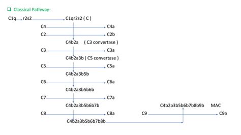 Complement System By Snehasish PPT
