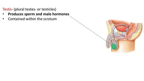 Take Out Your Classwork Homework From Last Night Ppt Video Online