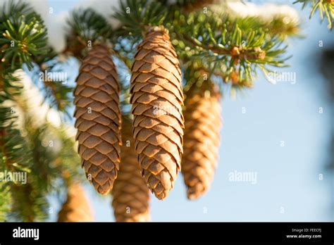 Spruce Tree Cones Close Up Stock Photo Alamy