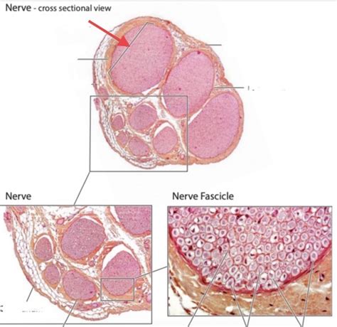 Ch 14 Nerve Cross Section View Flashcards Quizlet