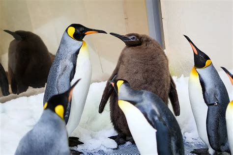 La Enorme Cría De Pingüino Rey Que Triunfa En Tiktok E Instagram