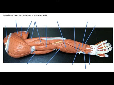 Arm Part 2 Diagram Quizlet
