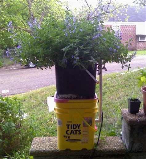 Prosaic Templar Hydroponic Catnip Aka “the Nug” Originally